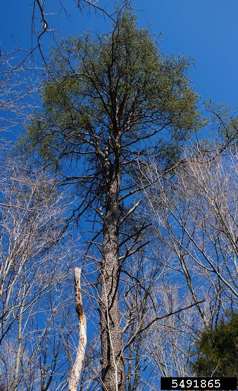 Virginia pine (Pinus virginiana)