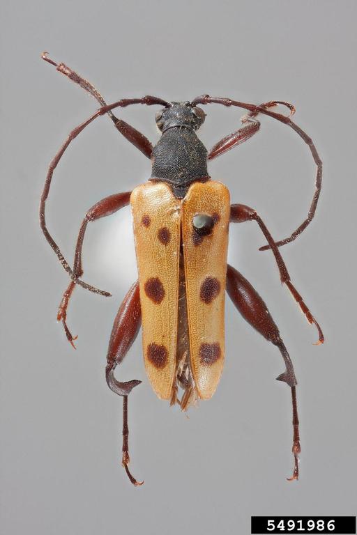 flower longhorn (Oedecnema gebleri)