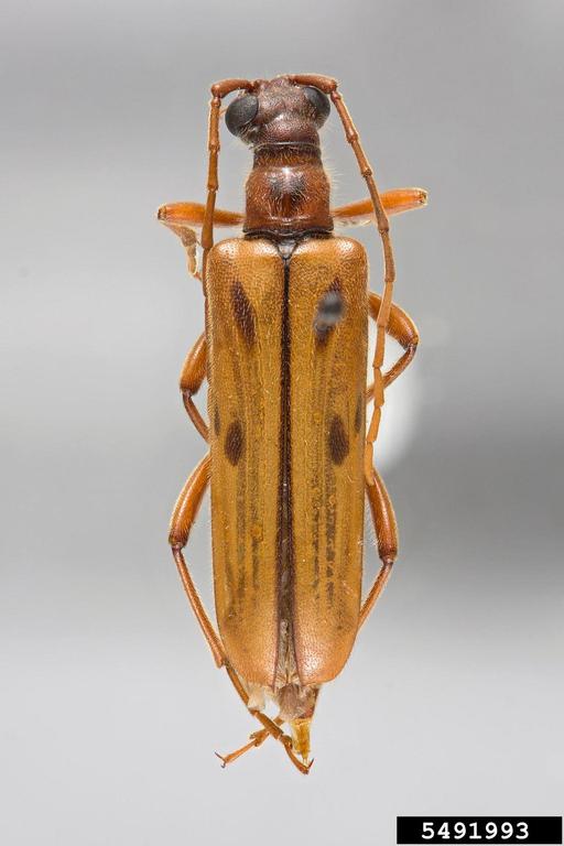 longhorned beetle (Ortholeptura valida)