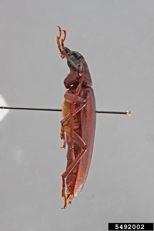 Brown prionid (Orthosoma brunneum (Forster, 1771))