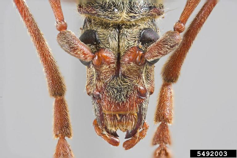 Flower longhorn, Oxymirus cursor (Coleoptera: Cerambycidae) - 5492003