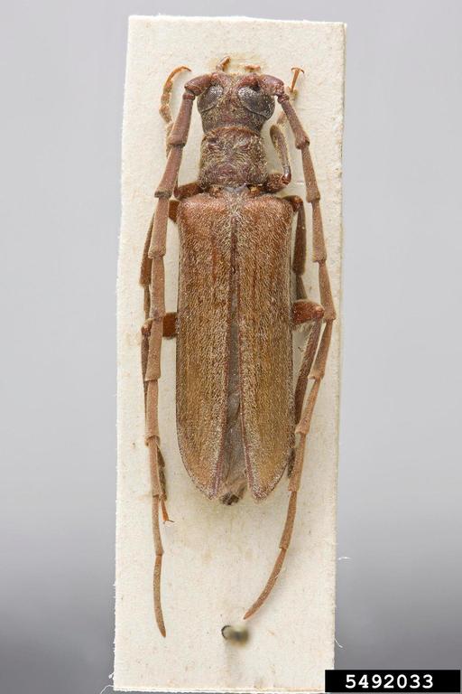 longhorned beetle (Philus costatus Gahan, 1893)