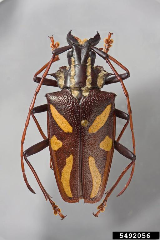 prionid beetle (Poecilopyrodes pictus)