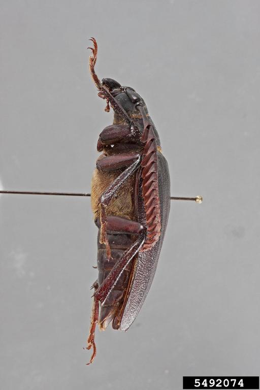 tile-horned prionus (Prionus imbricornis (Linnaeus, 1767))