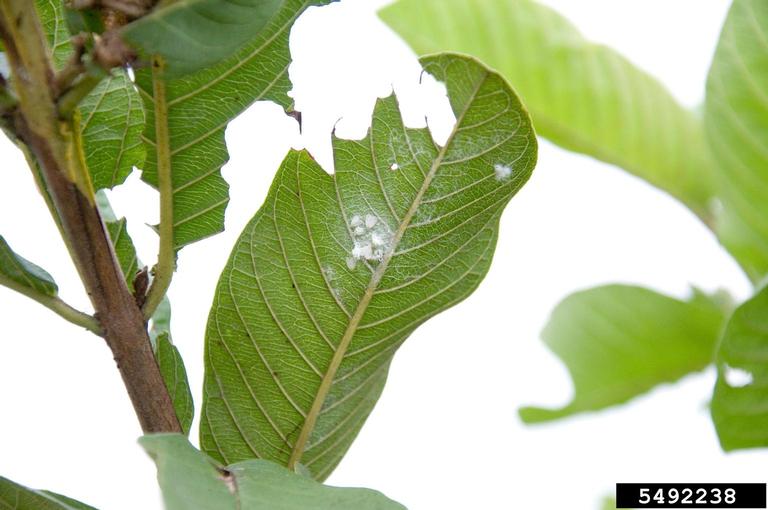 whiteflies (Genus Aleurodicus Douglas, 1892)