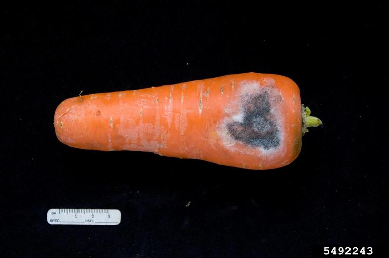 Rhizopus soft rots (Genus Rhizopus)