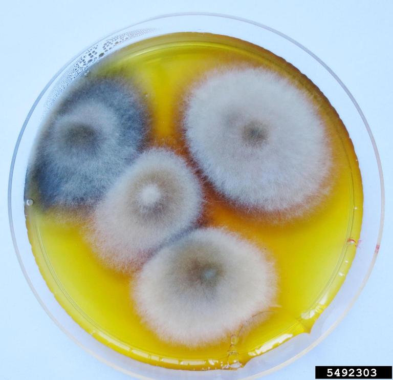 early blight (Alternaria solani)