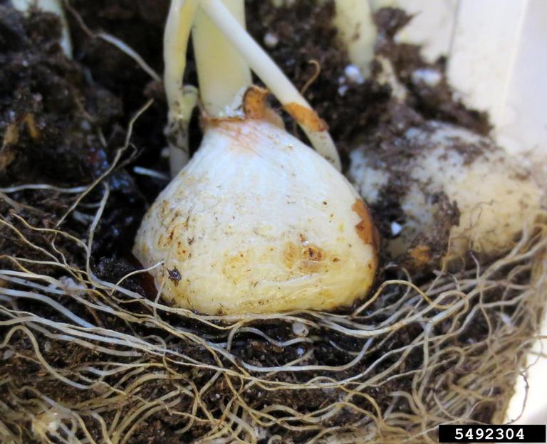 mycelial neck rot (Botrytis tulipae)