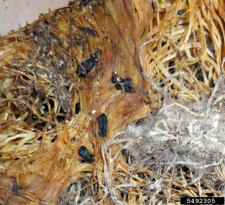 mycelial neck rot (Botrytis tulipae (Lib.) Lind)