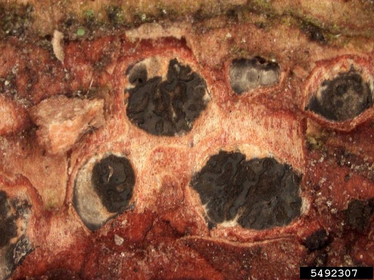 Cytospora cankers (Genus Cytospora Ehrenb.)