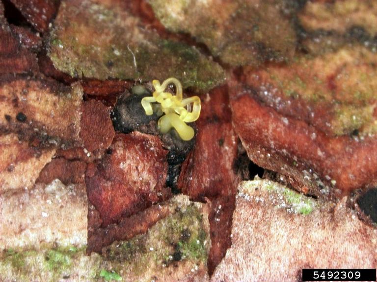 Cytospora cankers (Genus Cytospora Ehrenb.)