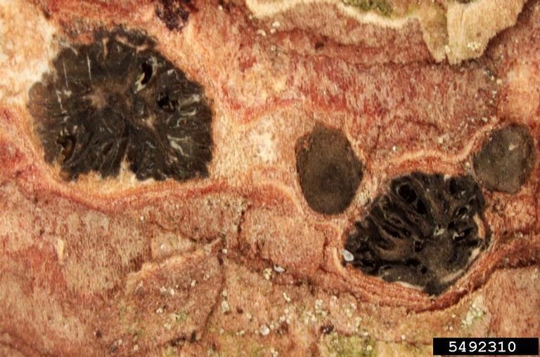 Cytospora cankers (Genus Cytospora)