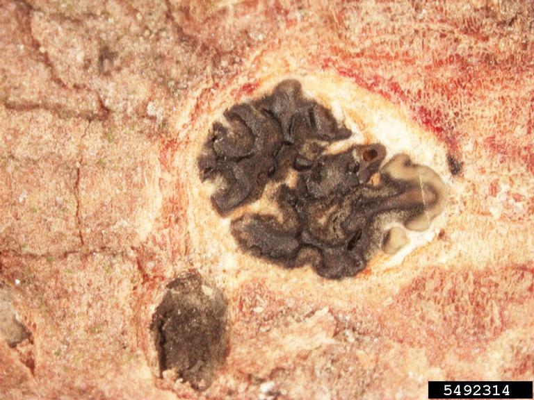 Cytospora cankers (Genus Cytospora Ehrenb.)