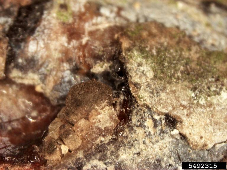 Cytospora cankers (Genus Cytospora)