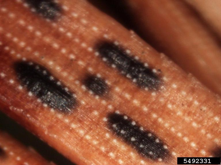 Ploioderma fungi (Genus Ploioderma Darker.)
