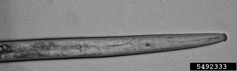 pine wilt nematode (Bursaphelenchus xylophilus)