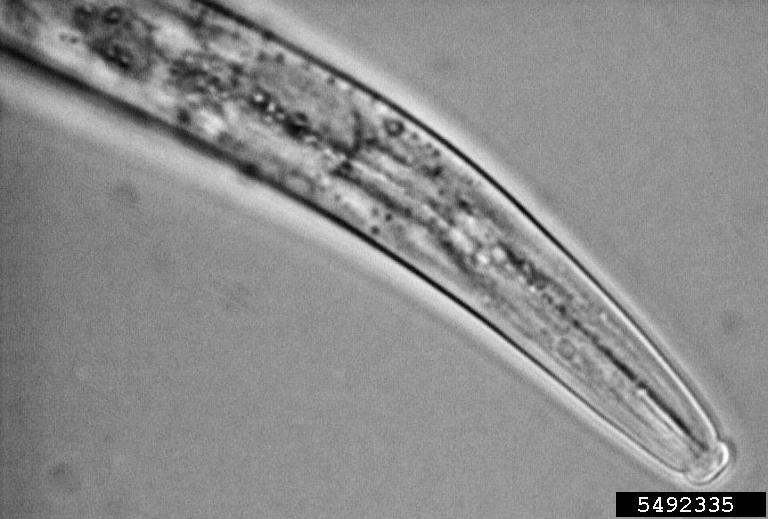 pine wilt nematode (Bursaphelenchus xylophilus)