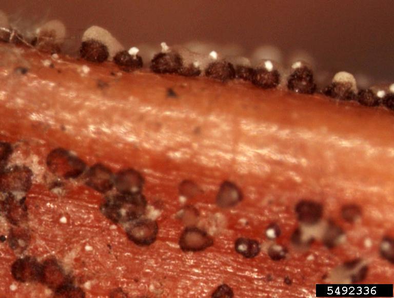 Rhizosphaera needle cast (Genus Rhizosphaera L. Mangin & Har.)