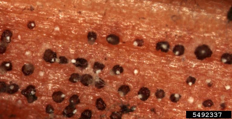 Rhizosphaera needle cast (Genus Rhizosphaera)