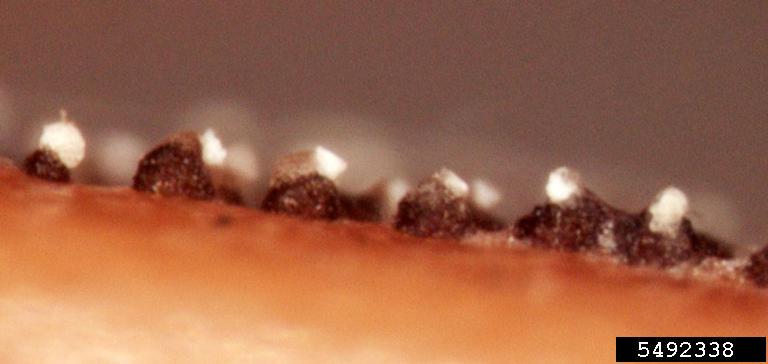 Rhizosphaera needle cast (Genus Rhizosphaera)