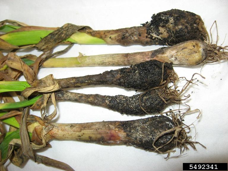 white rot (Stromatinia cepivora ) on cultivated garlic (Allium sativum ) - 5492341