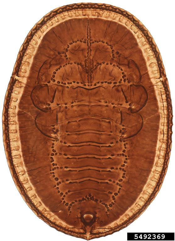 whitefly (Aleuroclava neolitseae (Takahashi, 1934))