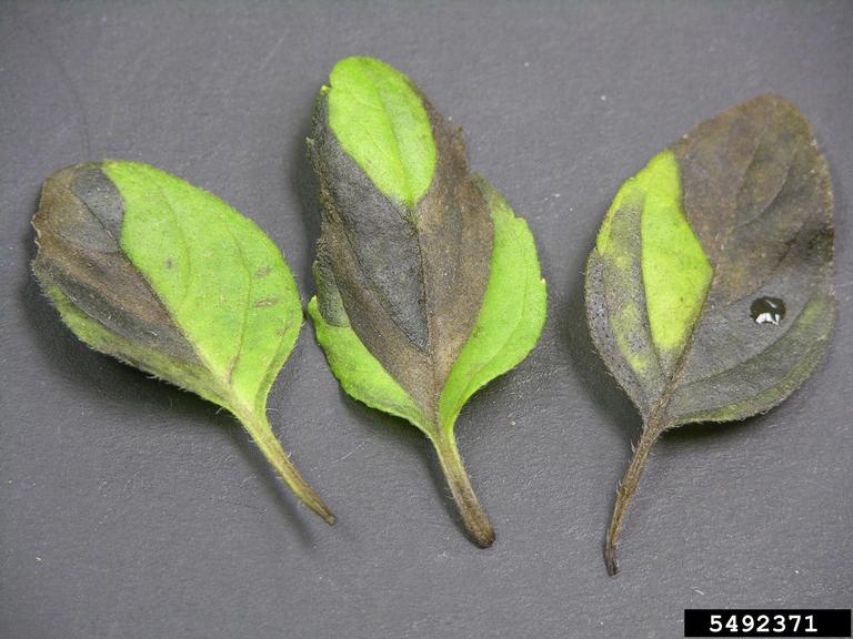 foliar nematodes (Genus Aphelenchoides Fischer, 1894)