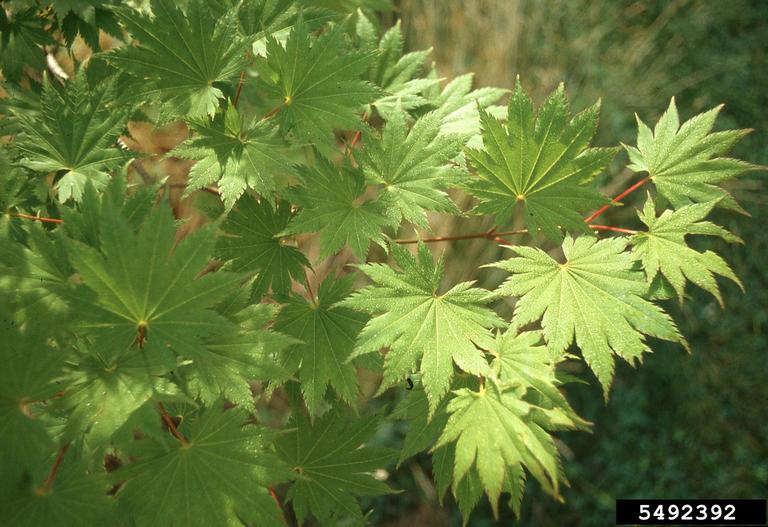 Amur maple, Acer japonicum (Sapindales: Sapindaceae) - 5492392