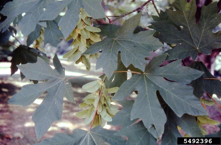 bigleaf maple (Acer macrophyllum Pursh)