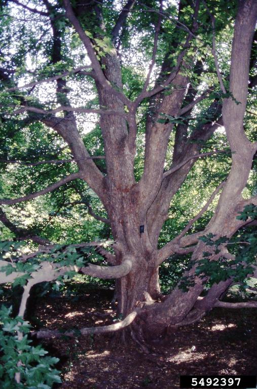 miyabe's maple (Acer miyabei Maxim.)