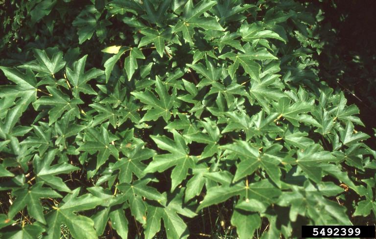 miyabe's maple (Acer miyabei Maxim.)