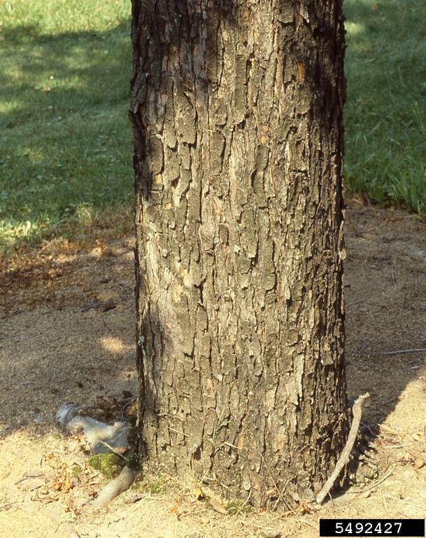 Freeman maple (Acer x freemanii)