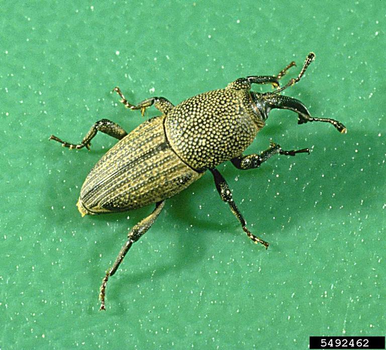 bluegrass billbug (Sphenophorus parvulus)