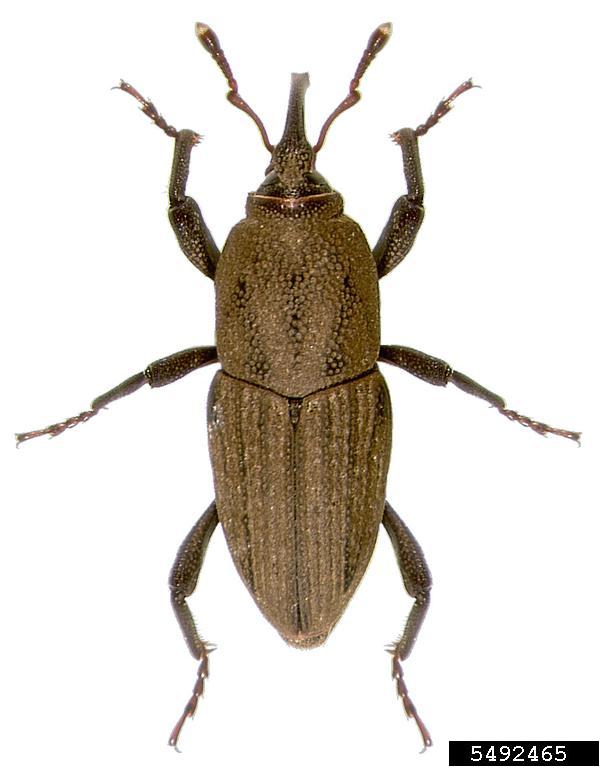 bluegrass billbug (Sphenophorus parvulus)