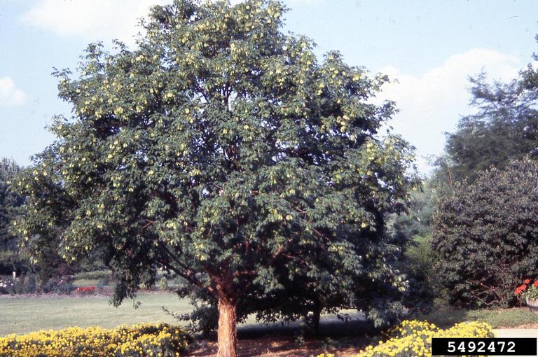 Amur maple (Acer ginnala Maxim.)