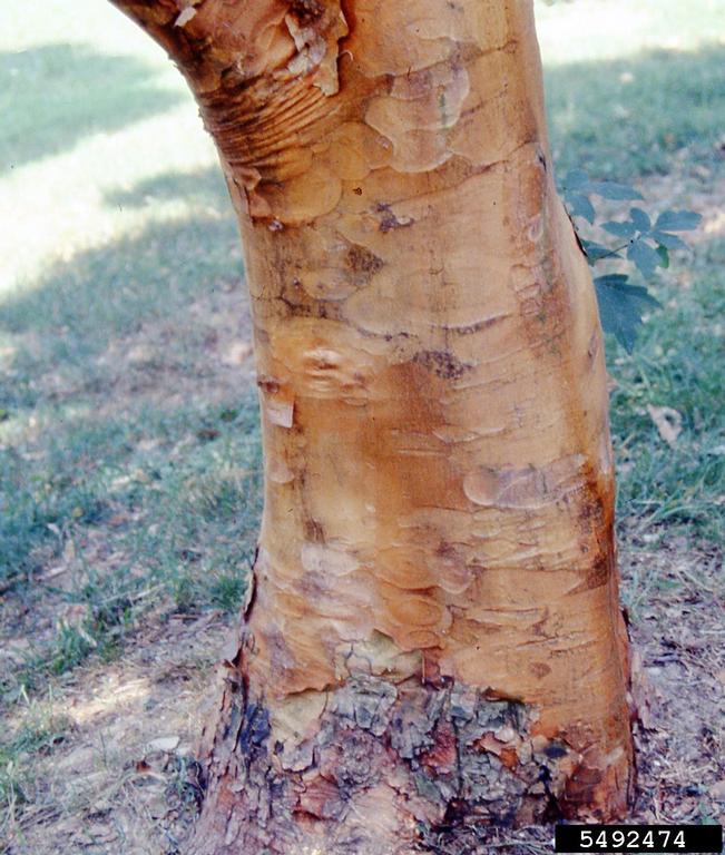 paperbark maple (Acer griseum)