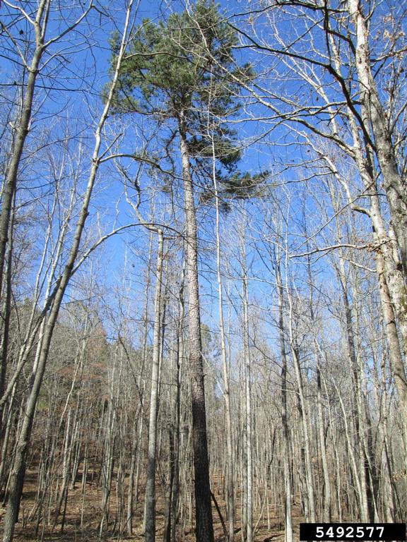 shortleaf pine (Pinus echinata P. Mill.)