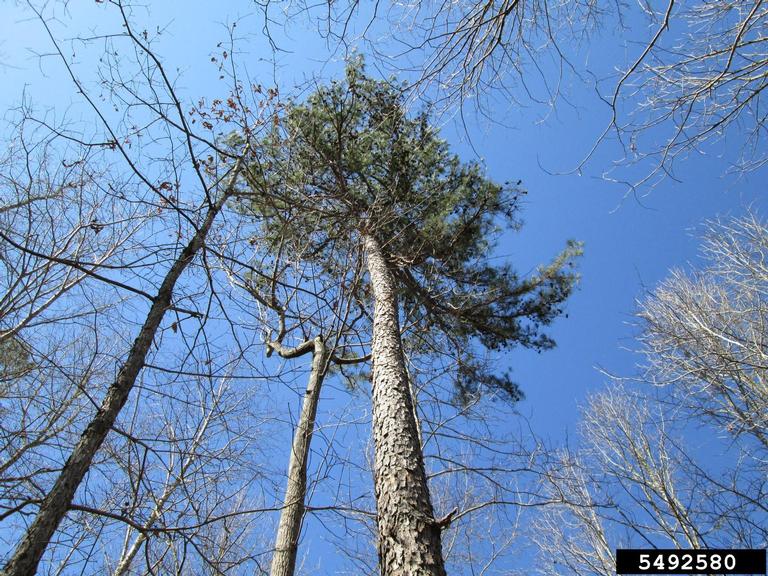 shortleaf pine (Pinus echinata)