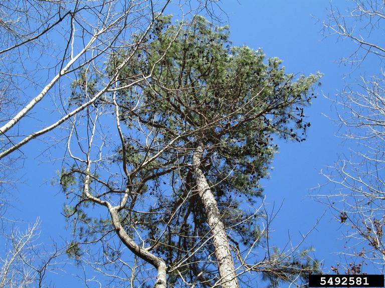 shortleaf pine (Pinus echinata)