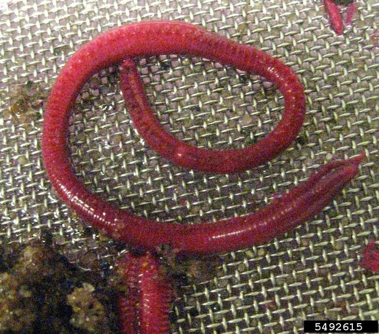 catworms (Genus Nephtys Cuvier, 1817)