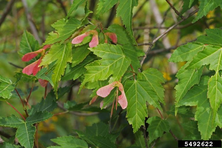 Amur maple, Acer ginnala (Sapindales: Sapindaceae) - 5492622