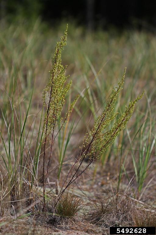 common sagewort (Artemisia campestris)