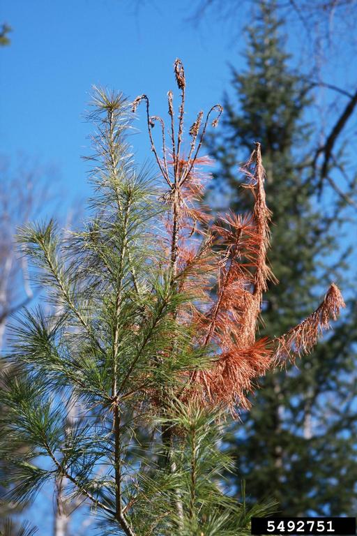 white pine weevil (Pissodes strobi (Peck, 1817))