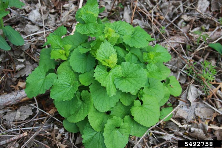 garlic mustard (Alliaria petiolata (Bieb.) Cavara & Grande)