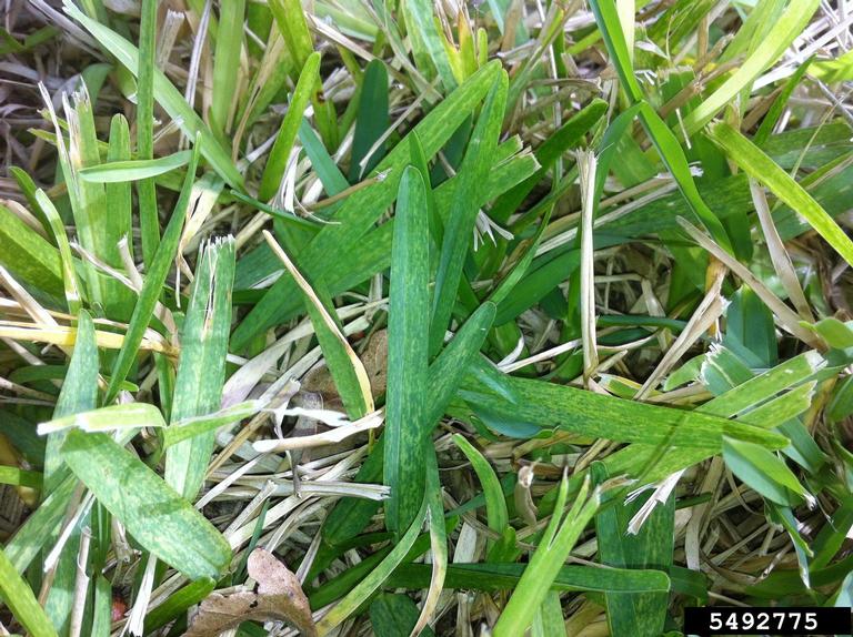 panicum mosaic virus (PMV) (Panicovirus Panicum mosaic virus)