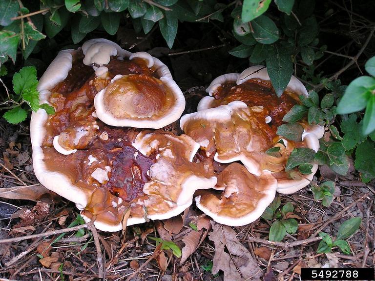 Ganoderma root and butt rot (Ganoderma lucidum)