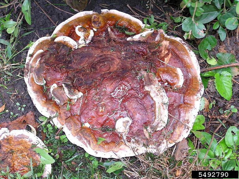 Ganoderma root and butt rot (Ganoderma lucidum)