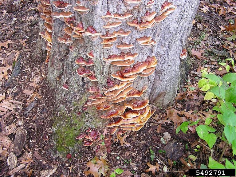 Ganoderma root and butt rot (Ganoderma lucidum)