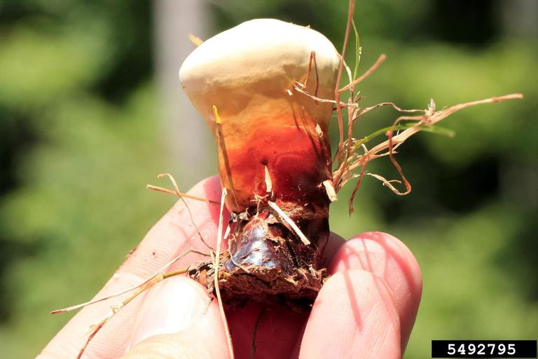 Ganoderma root and butt rot, Ganoderma lucidum (Polyporales ...