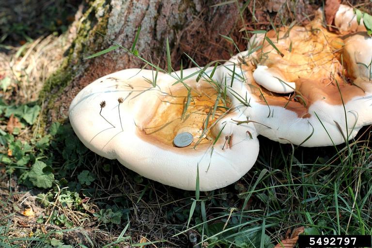 Ganoderma root and butt rot (Ganoderma lucidum)